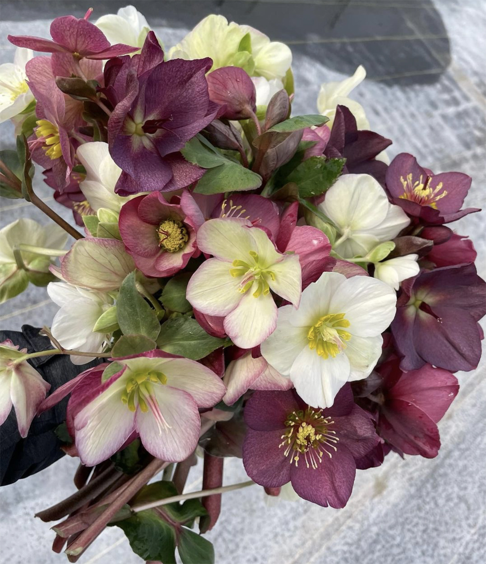 Growing Hellebores with Pamela Youngsman – Fleurs Creative